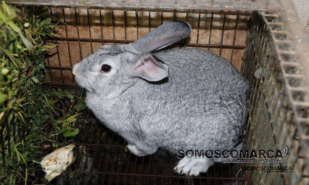 ¿Cómo alimentar conejos de granja de manera correcta?